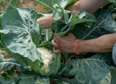 Your Destination for Fun | Root Farm in Sauquoit NY